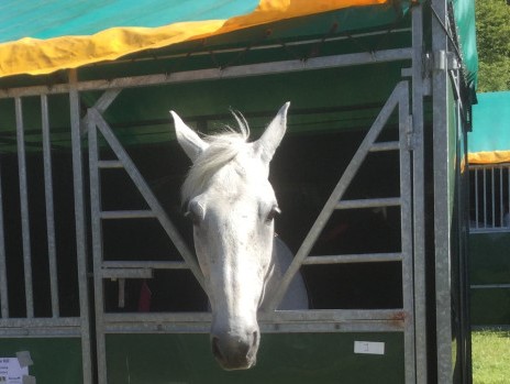 Home - Mullingar Equestrian
